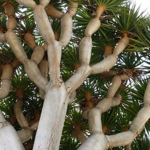 5 Fresh Dragon Tree Seeds dracaena Draco Dragon's Blood | Etsy