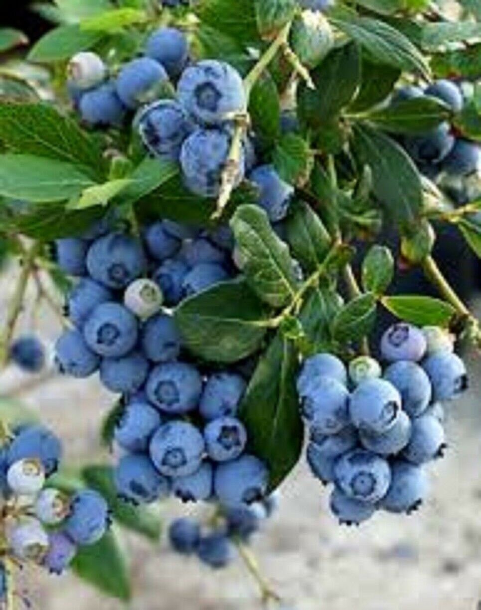 Rare Giant Blueberry Vaccinium Corymbosum ‘patriot’ 20 Seeds - Etsy ...