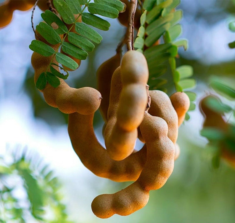 Rare Giant Tamarind Sour Tamarindus Indica 10 Seeds | Etsy