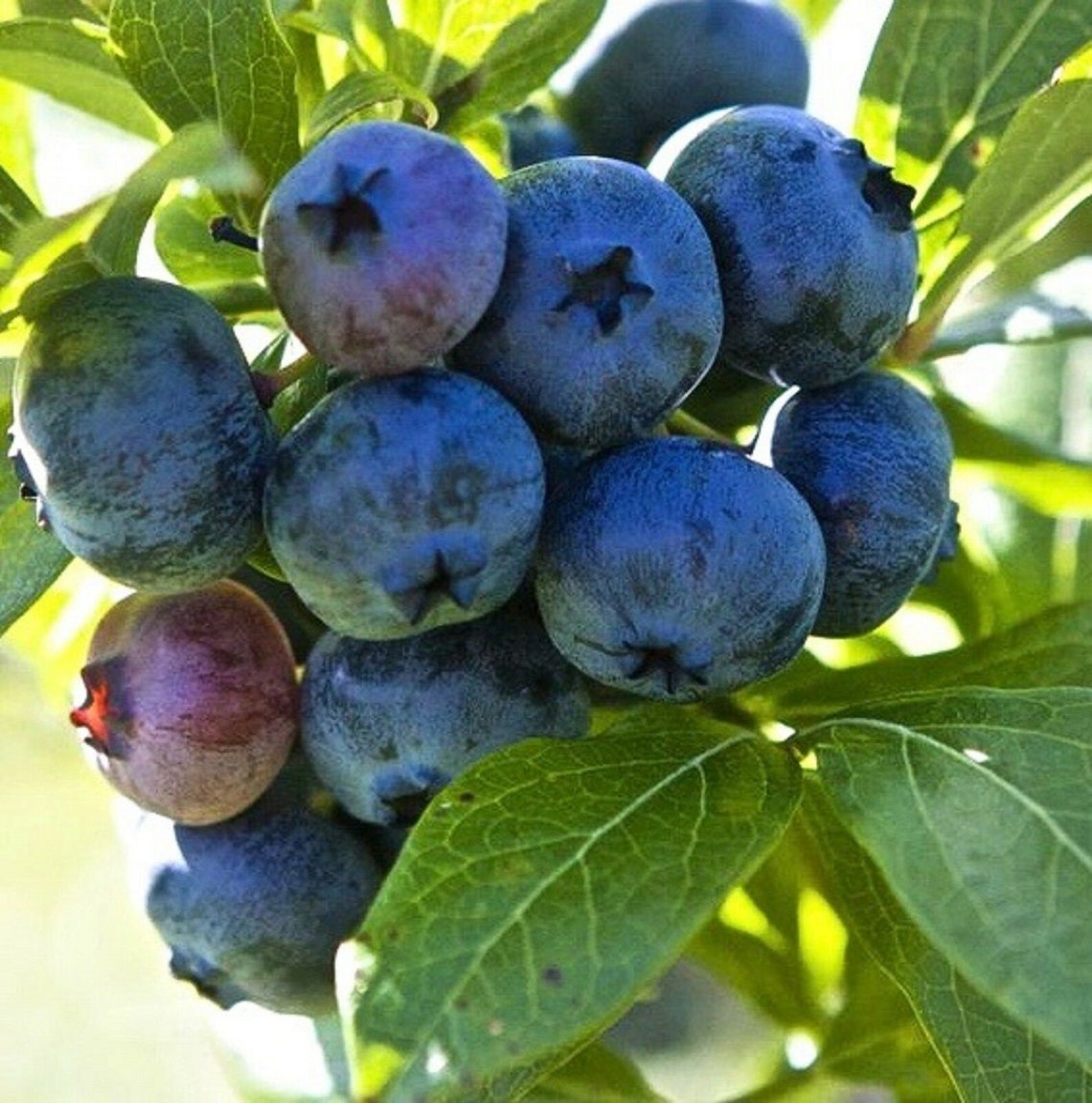 Rare Giant Blueberry Vaccinium Corymbosum patriot 20 Seeds - Etsy