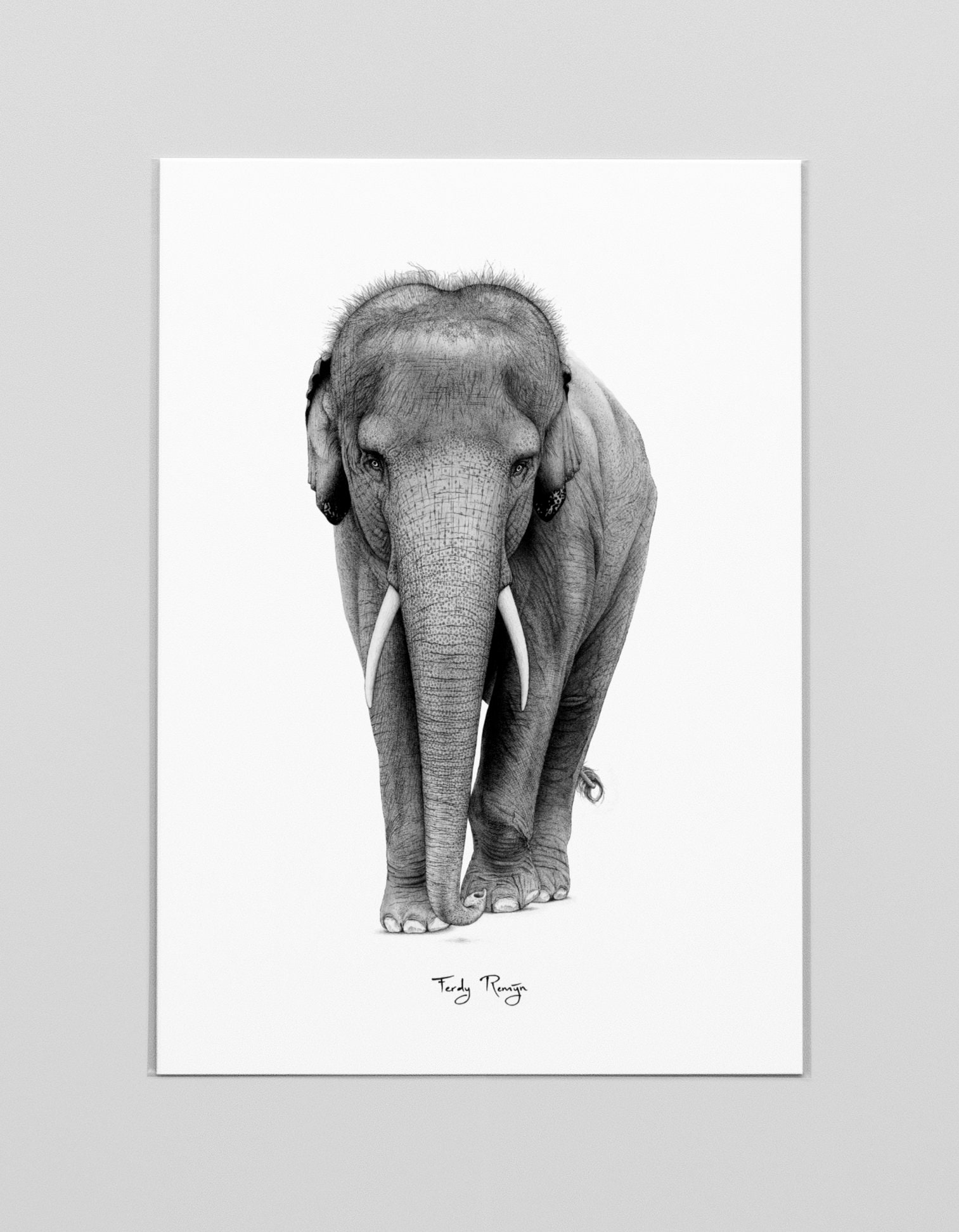 Asian Elephant Face Drawing