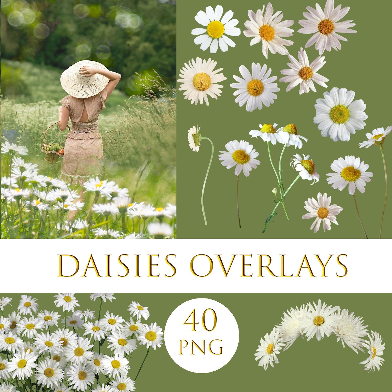 Daisies Photo Overlays: 40 PNG Floral Elements (digital Download) - Etsy