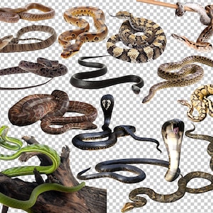 Snake PNG Overlays, Reptiles Cliparts, Wild Animals, Digital Download ...