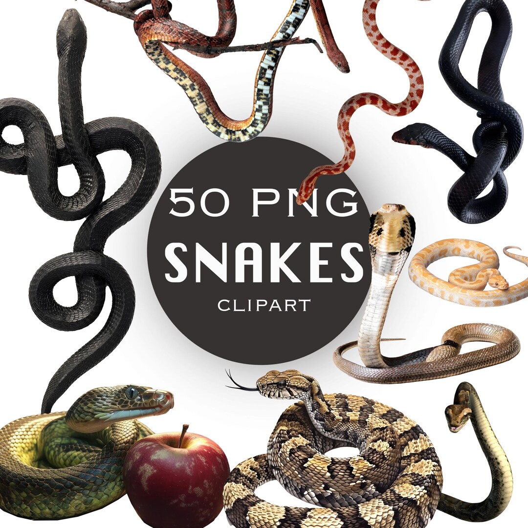 Snake PNG Overlays, Reptiles Cliparts, Wild Animals, Digital Download ...