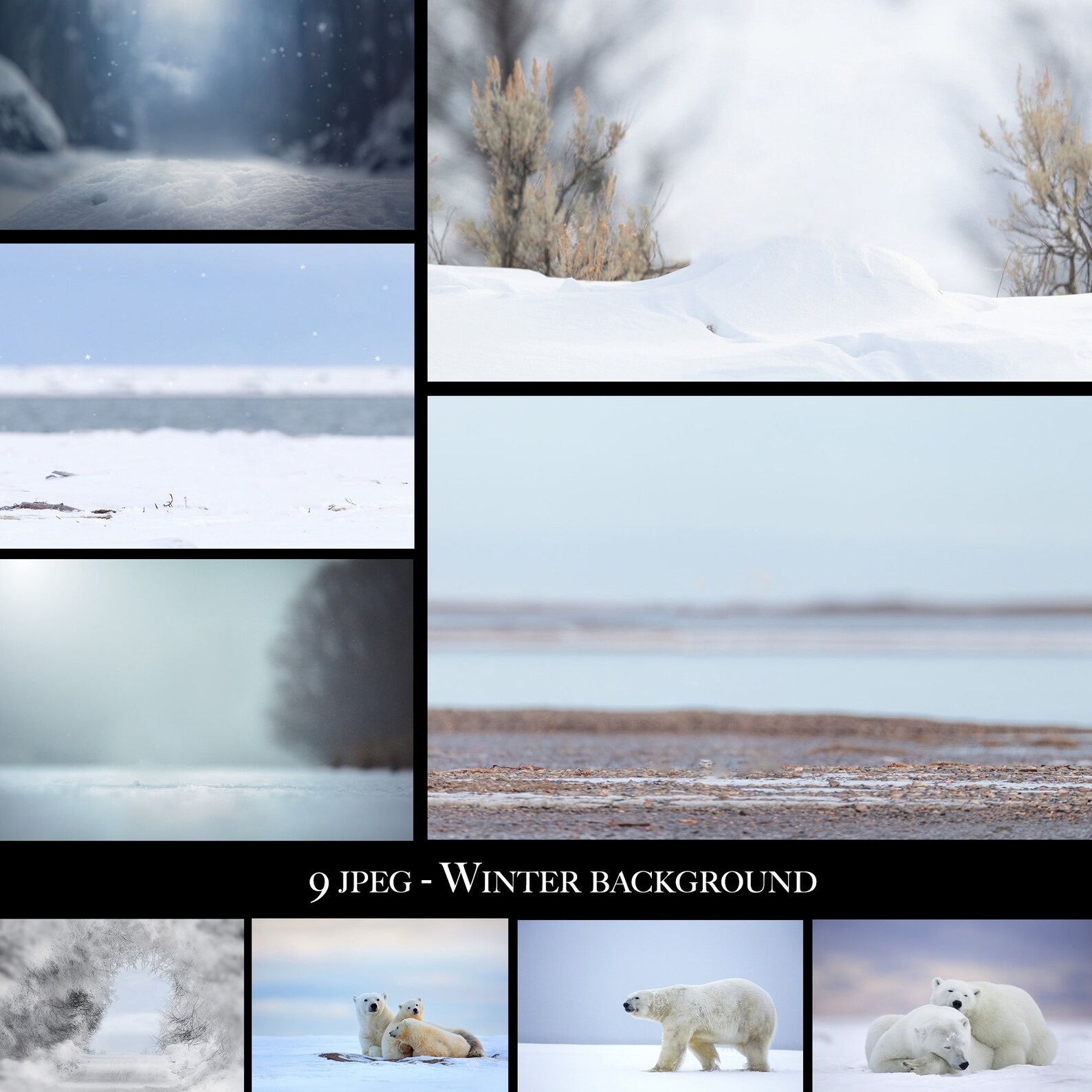 Polar Bears Overlays, Bear Transparent Png Images, Bears Photo Overlay ...