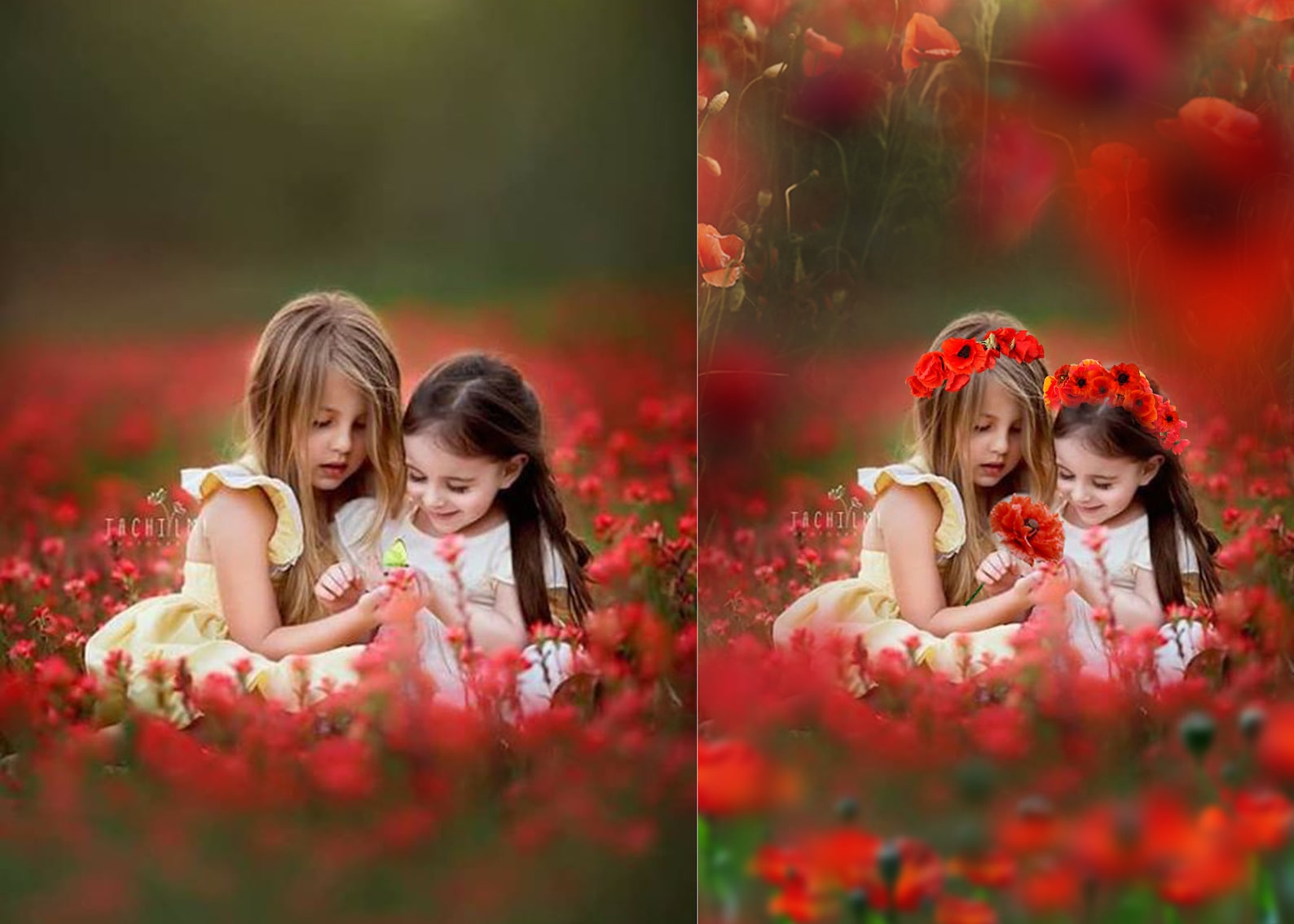 36 Red Poppies Overlays Poppy Photo Overlay Summer Flower - Etsy