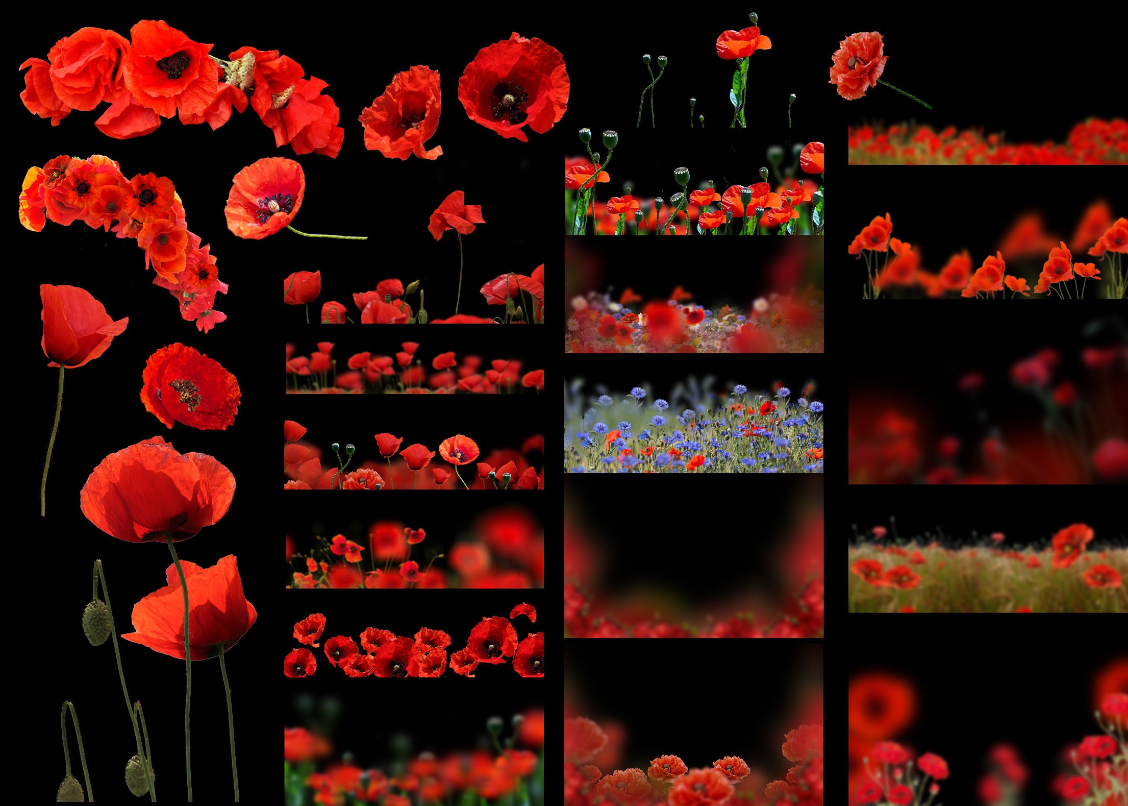 36 Red Poppies Overlays Poppy Photo Overlay Summer Flower - Etsy