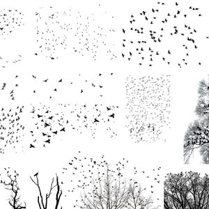 Crows Overlays, Fly Bird Overlays, Black Raven Png, Ravens and Crows ...