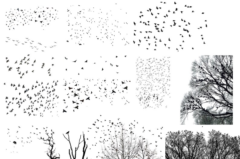 Crows Overlays, Fly Bird Overlays, Black Raven Png, Ravens and Crows ...