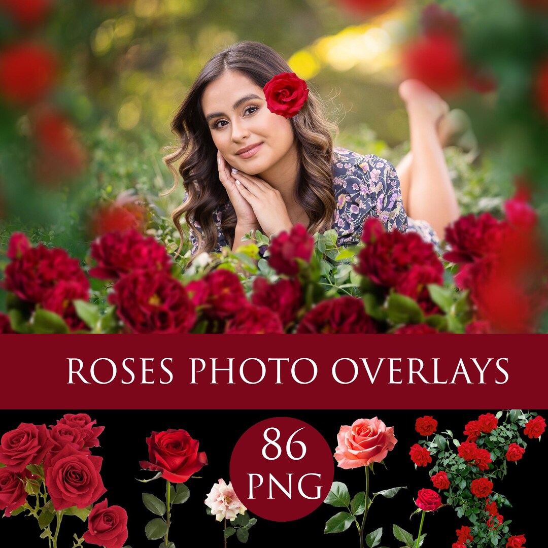 Roses Photo Overlays, Valentine's Day Overlays, Flower Overlays, Roses ...