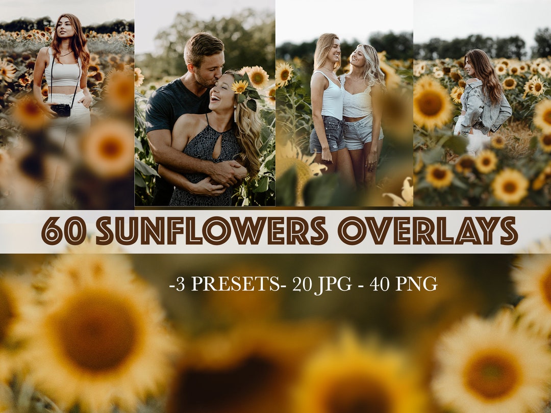 Sunflowers Overlay, Sunflowers Png, Summer Lightroom Presets, Digital ...