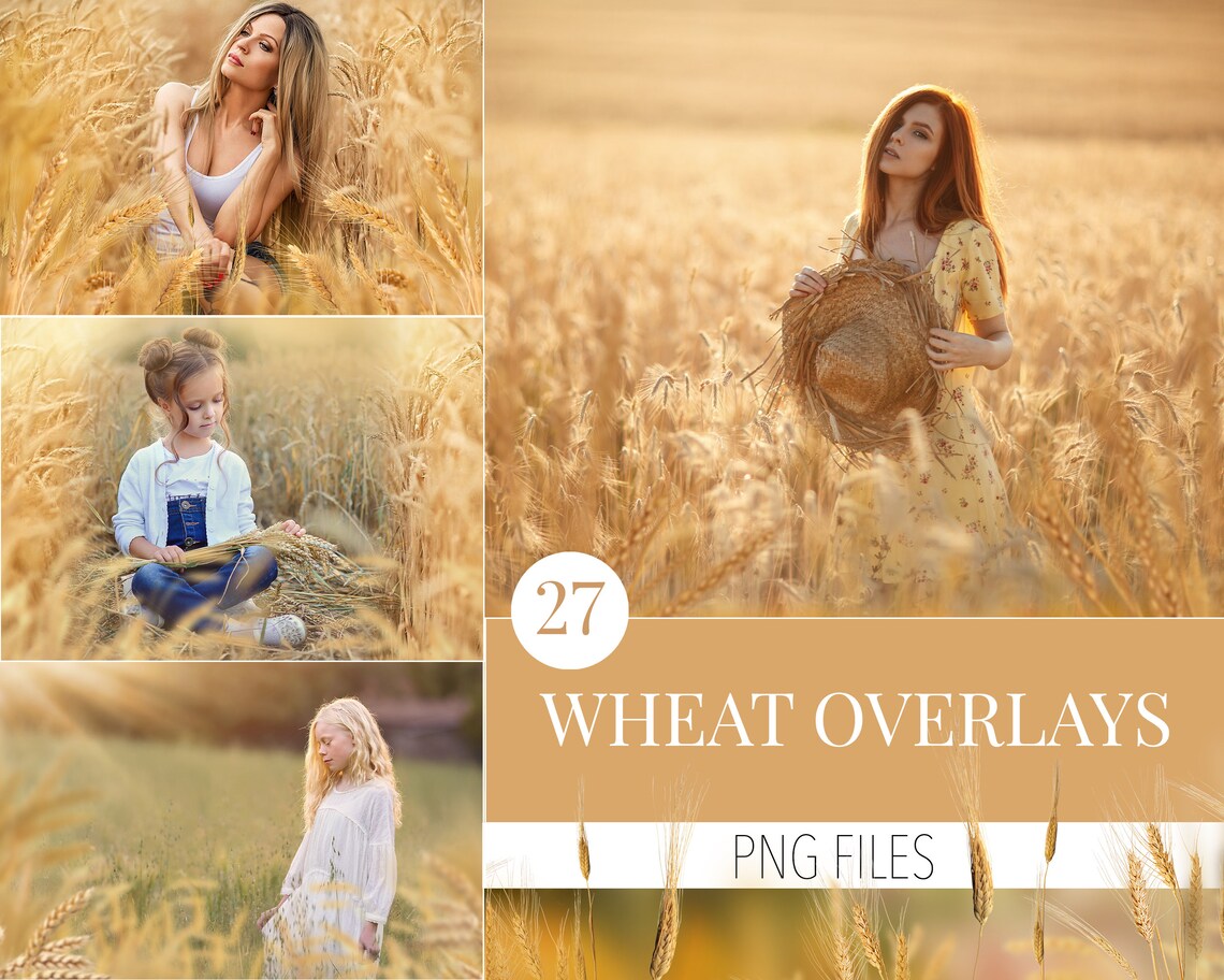 Field Overlays Wheat Fields Overlay Golden Field Photo - Etsy