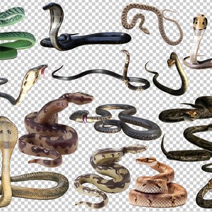 Snake PNG Overlays, Reptiles Cliparts, Wild Animals, Digital Download ...