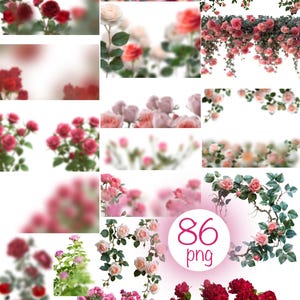 Roses Photo Overlays, Valentine's Day Overlays, Flower Overlays, Roses ...
