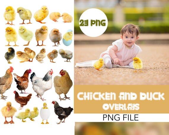 Farm Animal Overlays Chickens Overlays Easter Overlays | Etsy Canada