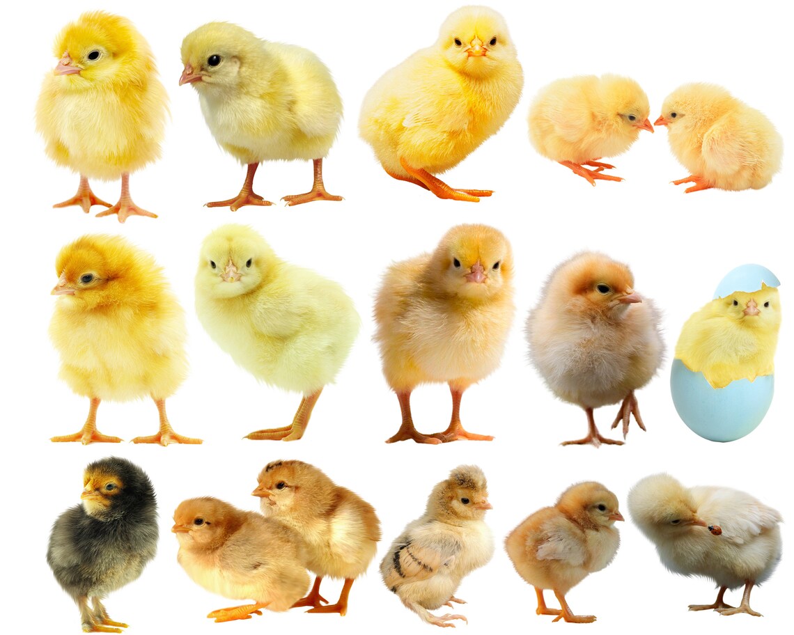 Farm Animal Overlays Chickens Overlays Easter Overlays | Etsy Canada