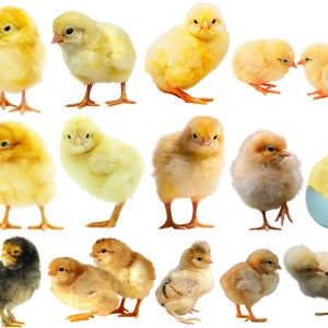 Farm Animal Overlays Chickens Overlays Easter Overlays | Etsy Canada