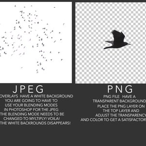 Bird Flock Png, Bird Flock Overlays, Bird Flock Fly, Flock of Birds ...