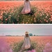Wildflower Overlays, Flower Overlays, Flowering Fields for Photo ...