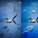 Dolphins Overlay Photoshop, Photo Composite, Digital Dolphin PNG ...