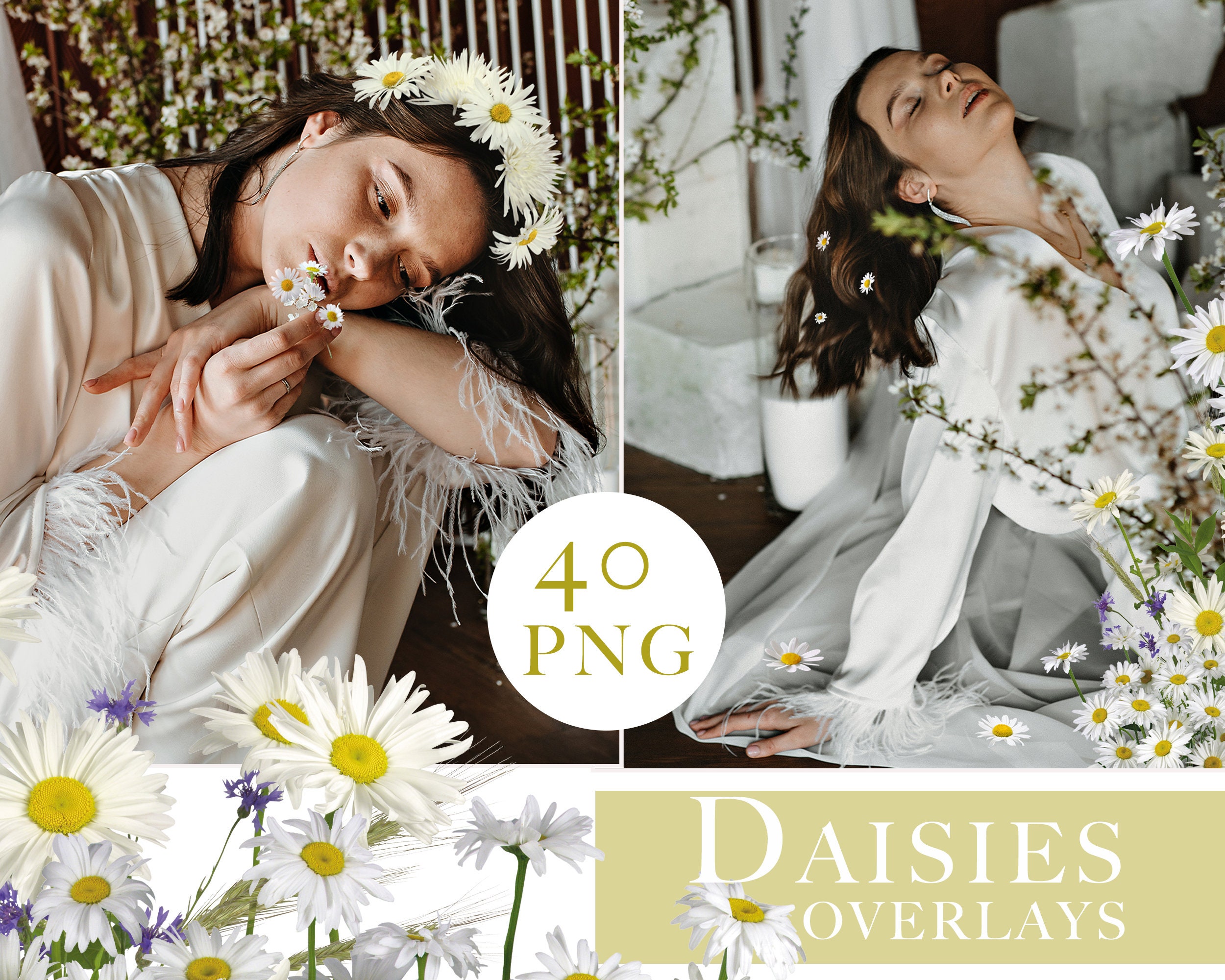 Daisies Photo Overlays: 40 PNG Floral Elements (digital Download) - Etsy