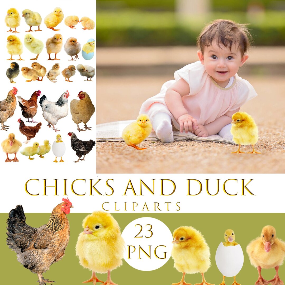 Baby Chicks & Duckling Photo Overlays: Spring Animal Clipart (PNG ...
