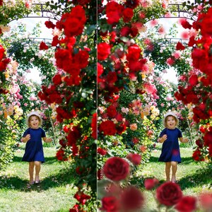 Roses Photo Overlays, Valentine's Day Overlays, Flower Overlays, Roses ...