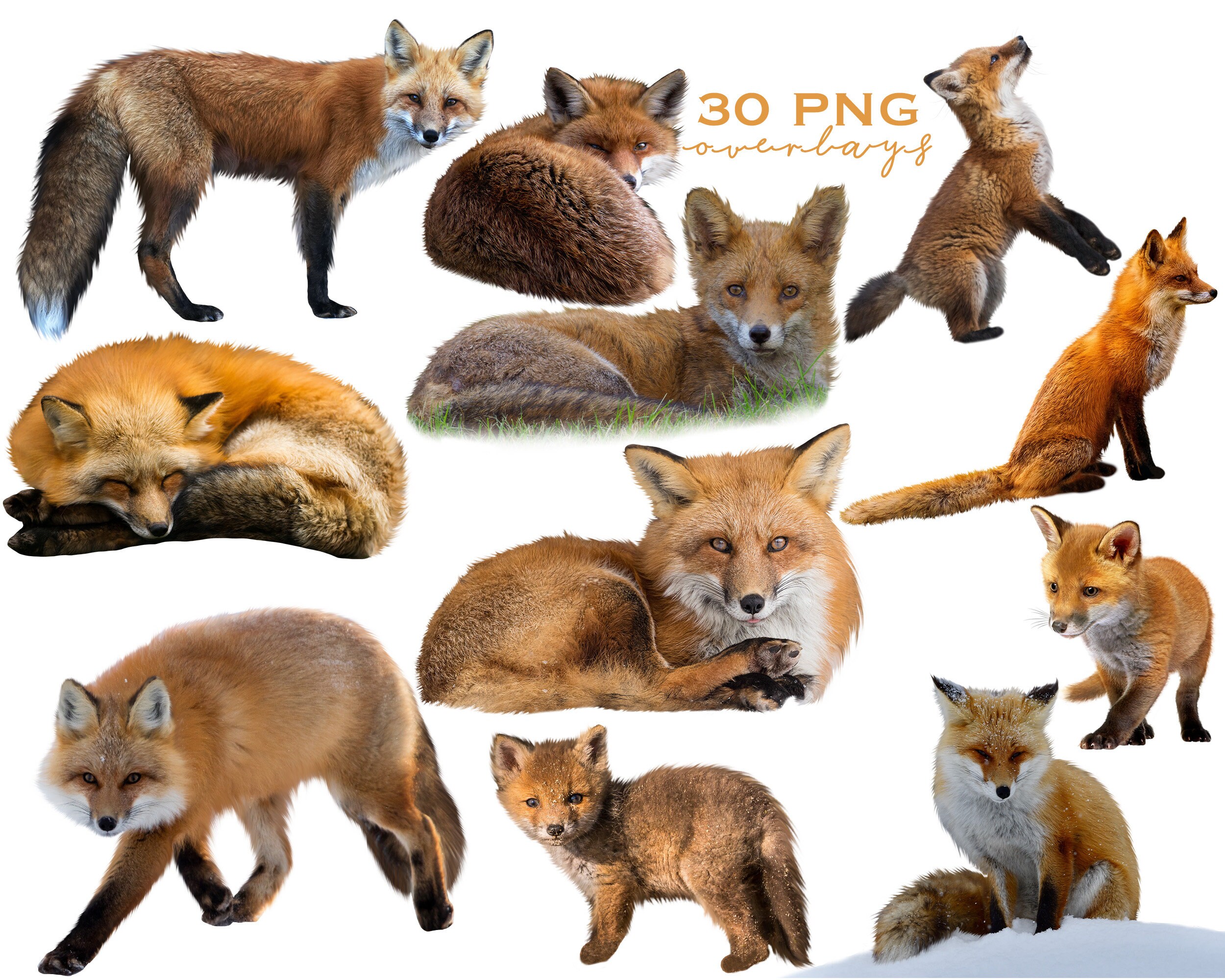 Foxes Overlays Easter Overlays Real Animals Forest Animal - Etsy Canada