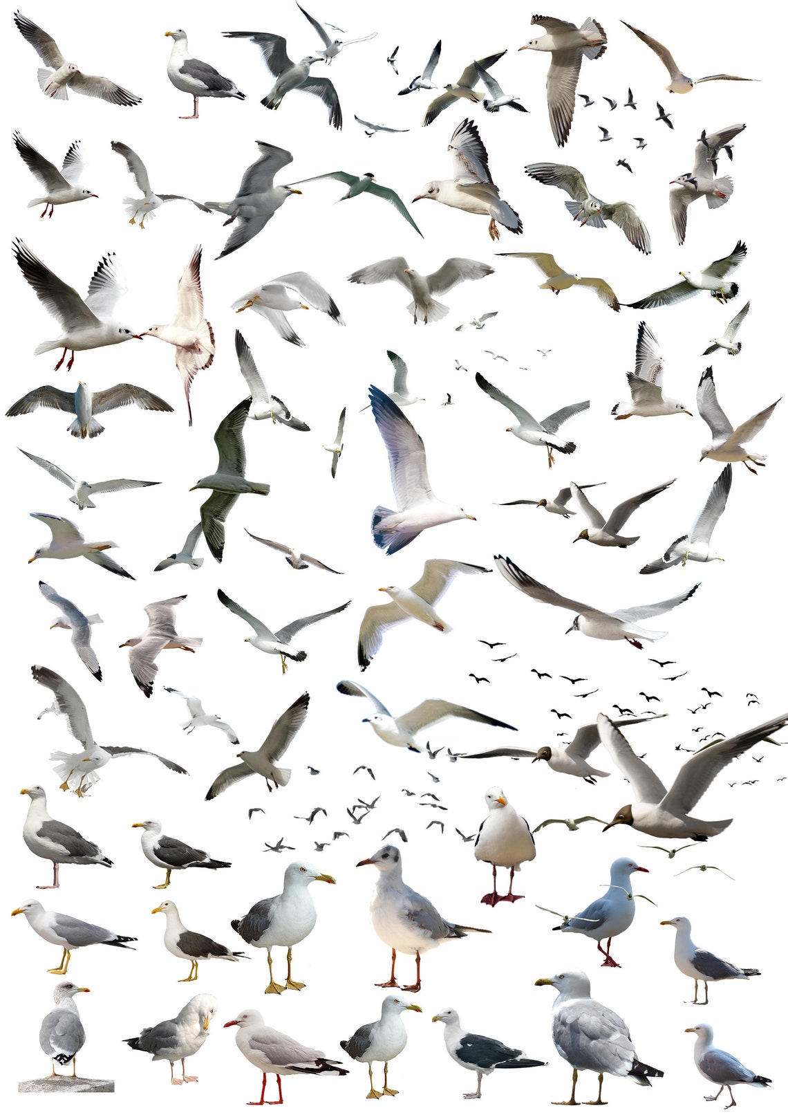 372 Sky Photo Overlays, Seagull Overlays, Seagull Photo Overlay ...