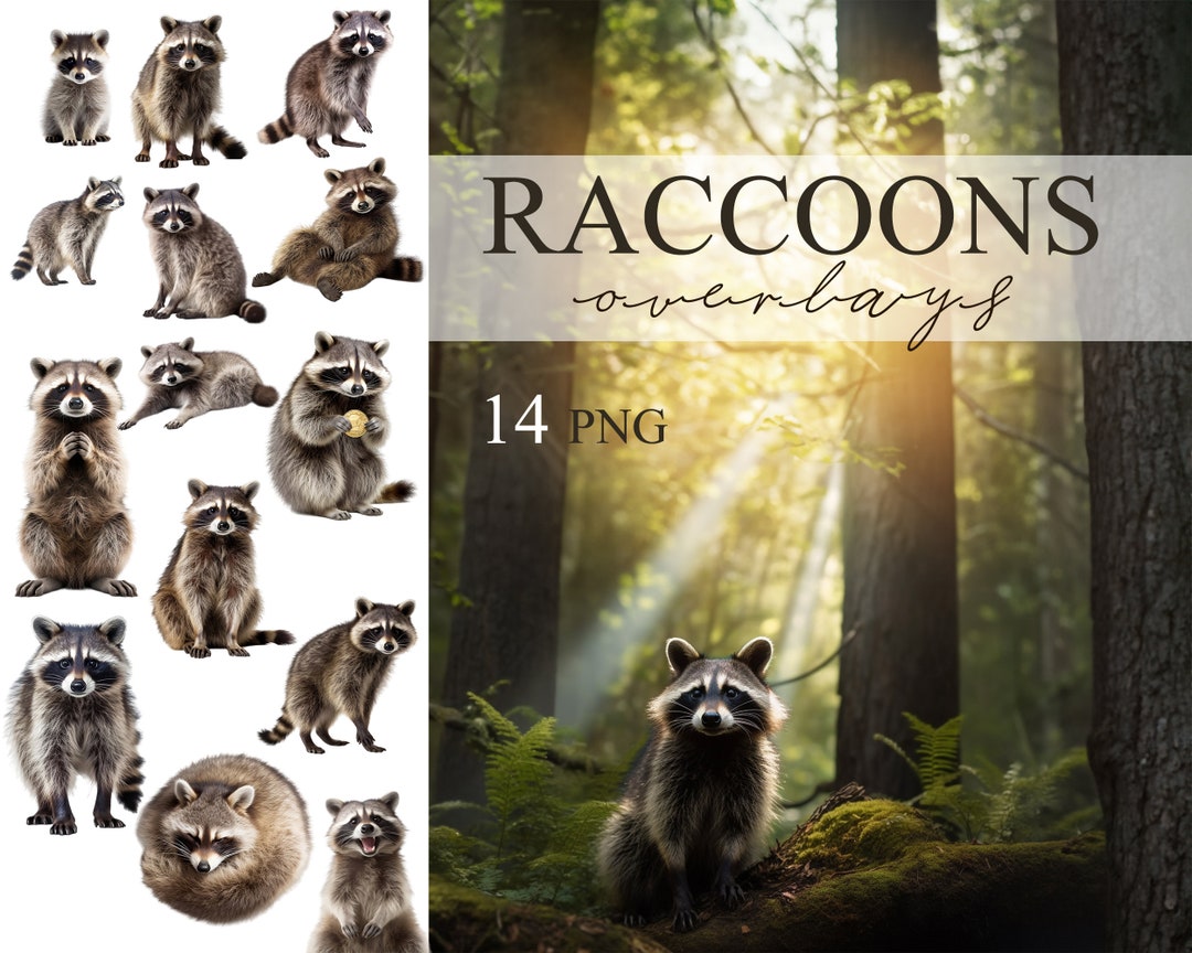 Raccoons Overlays, Raccoon Clipart, Raccoon Png, Animal Overlay, Wild ...