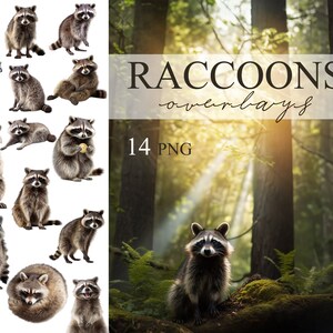 Raccoons Overlays, Raccoon Clipart, Raccoon Png, Animal Overlay, Wild ...
