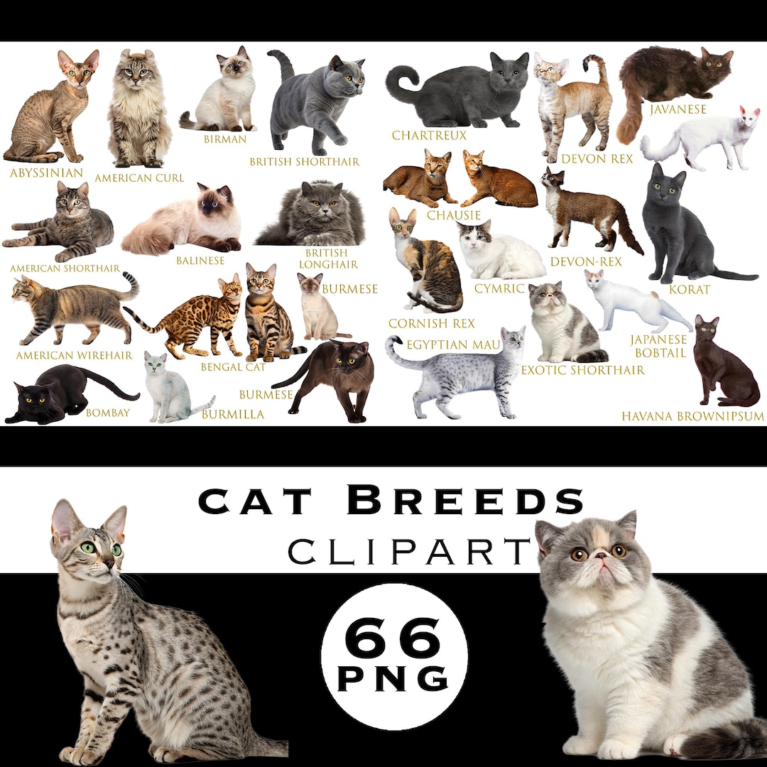 Cat Breeds Clipart Bundle, Cats Clipart, Pet Animals Clipart ...