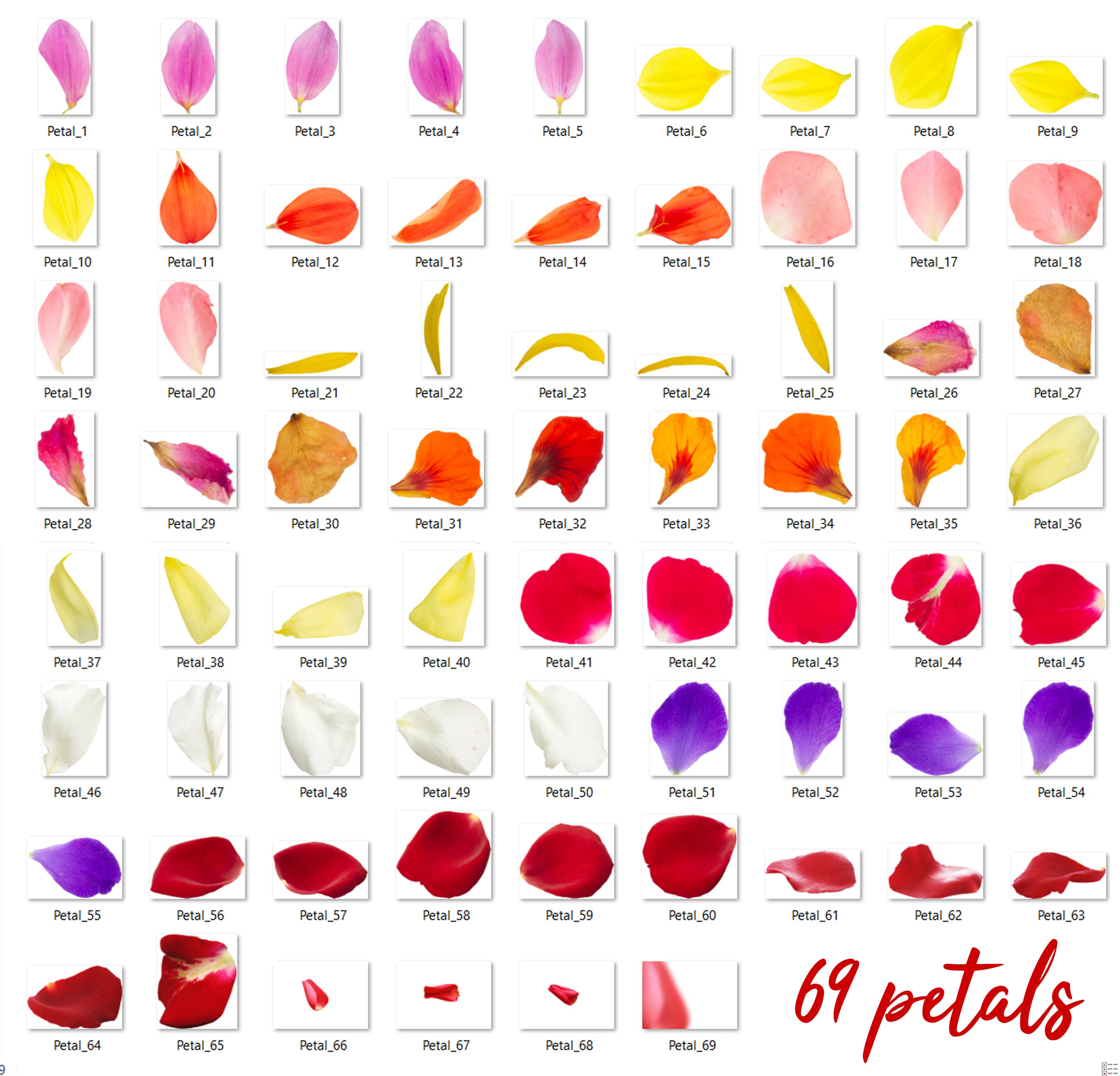 181 Flower Petals Photo Overlays Rose Petals Falling | Etsy