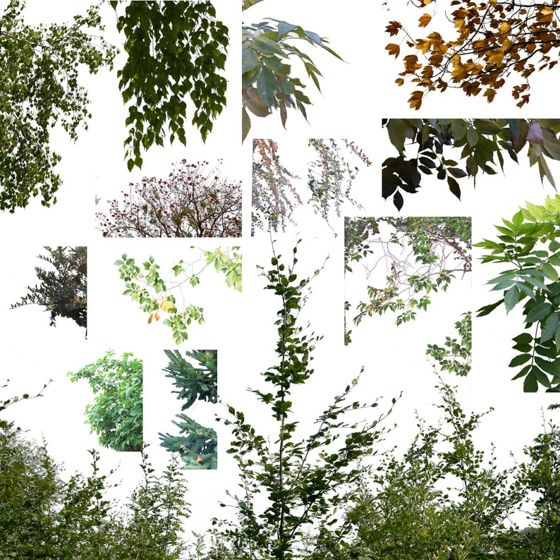 Green Tree Photoshop Overlays, Green Branches Overlays, Spring Overlays ...