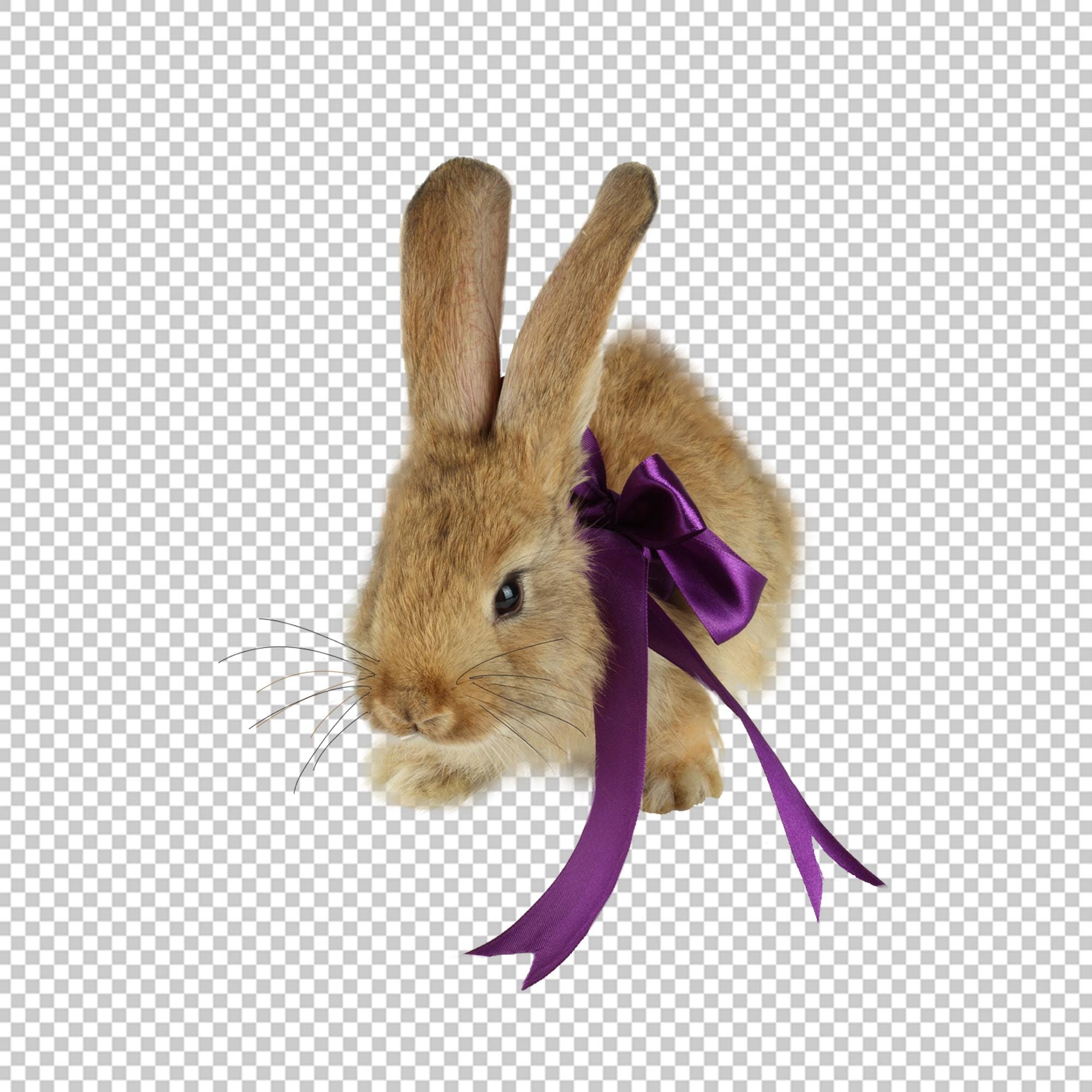 Easter Bunnies, Easter Overlays, Photoshop Overlay, Bunny Overlays ...