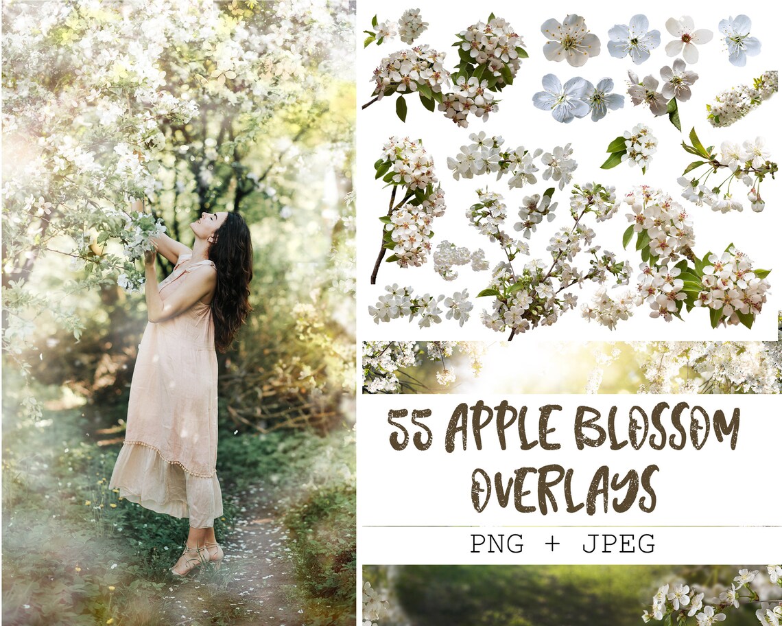 Apple Blossom Overlays Spring Overlays Blooming Spring - Etsy