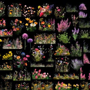 Wildflower Overlays, Flower Overlays, Flowering Fields for Photo ...