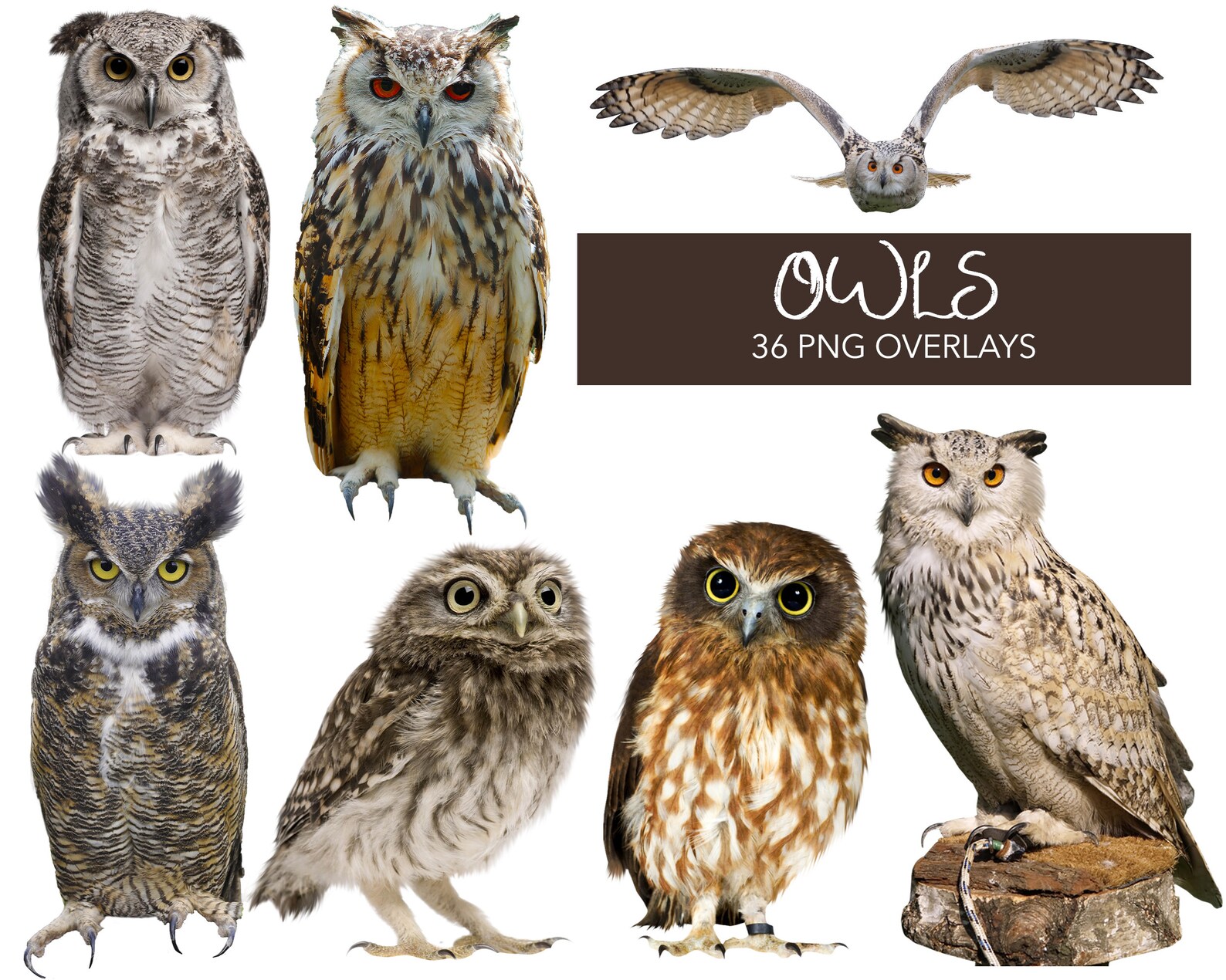 Owls Overlays Owls Clipart Realistic Owl Png Birds Png - Etsy