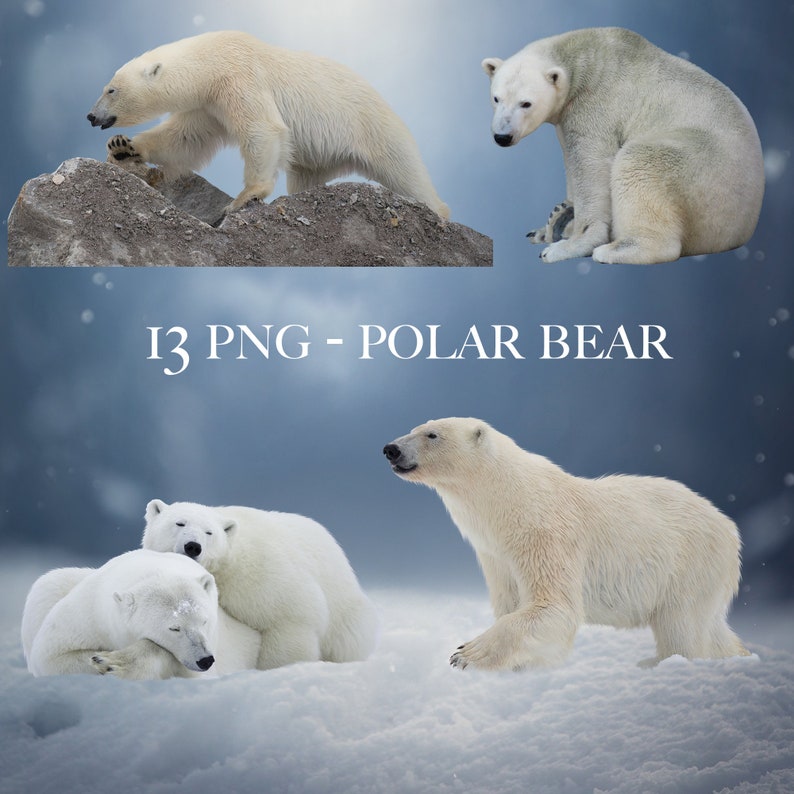 Polar Bears Overlays Bear Transparent Png Images Bears Photo - Etsy