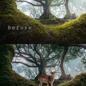 Deer Overlays, Animal Overlay and Photoshop Action Collection, Forest ...