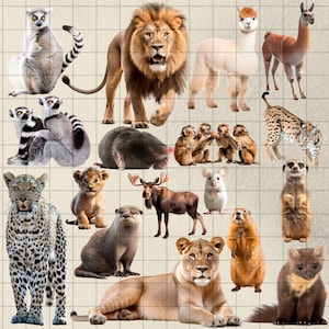 Wild Animal Clipart Bundle: Mammals PNG Images, Mammals Png, Animal ...