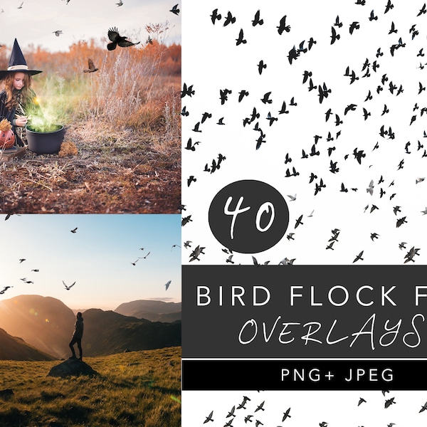 Flying Bird Art - Etsy