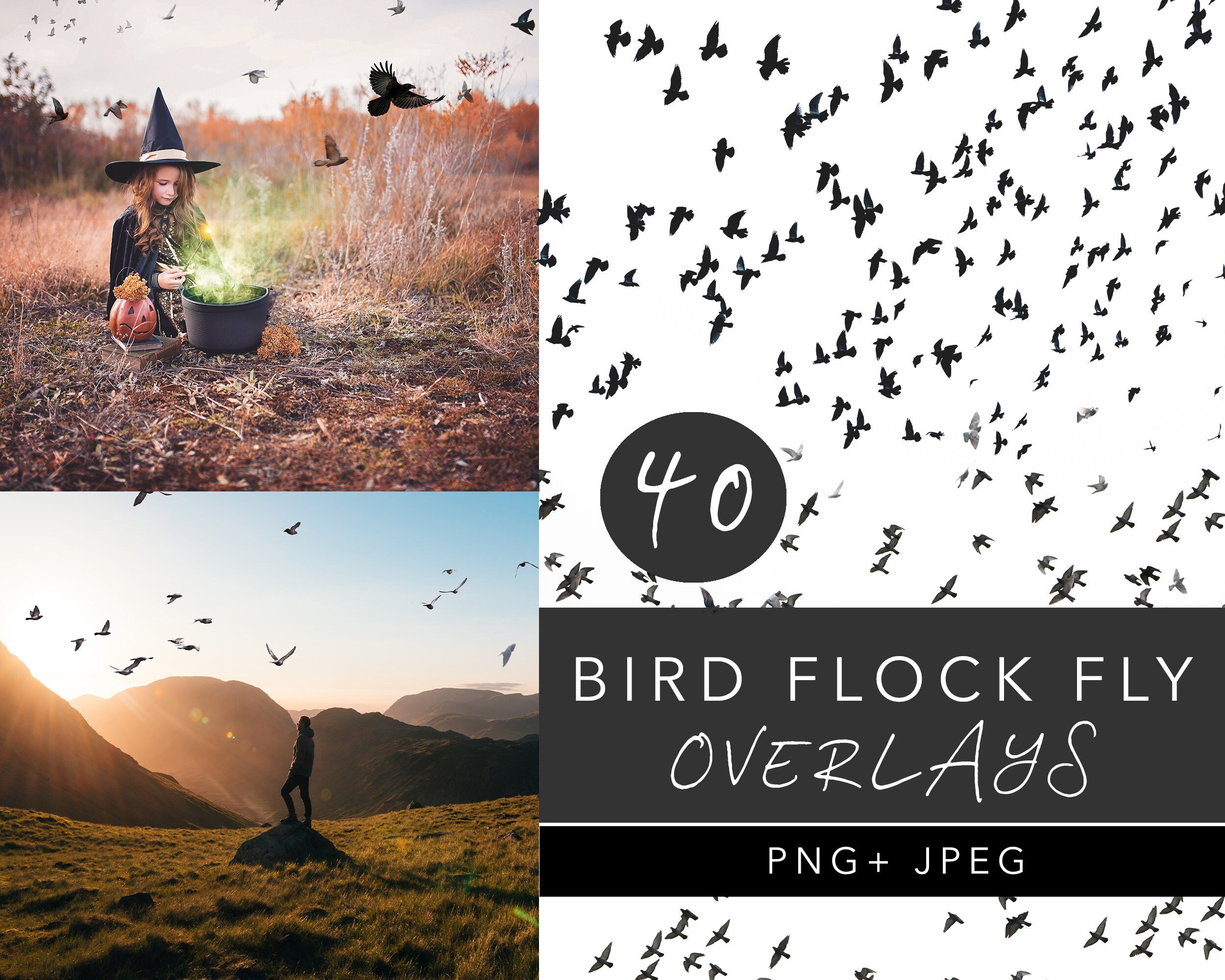 Flying Birds Photo Overlays: Raven, Crow - PNG & JPEG (digital Download ...