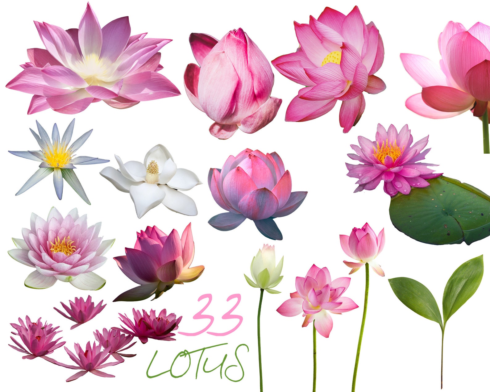 Lotus Flower Overlays Lotus Art Water Photoshop Summer - Etsy