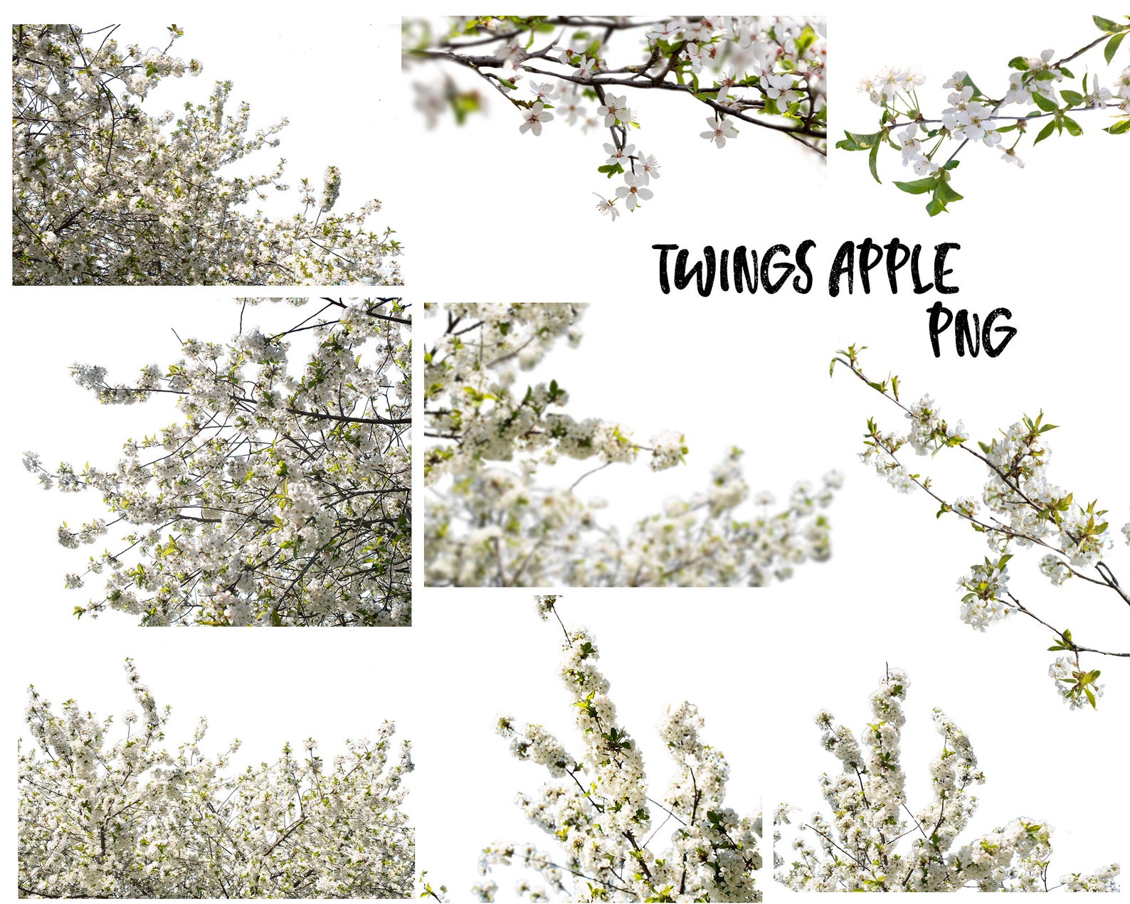 Apple Blossom Overlays, Spring Overlays, Blooming Spring Branch ...