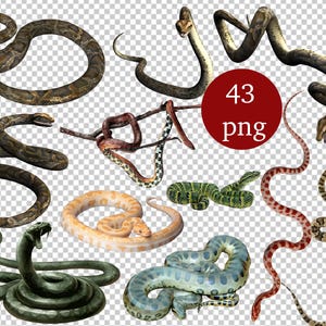 Snake PNG Overlays, Reptiles Cliparts, Wild Animals, Digital Download ...