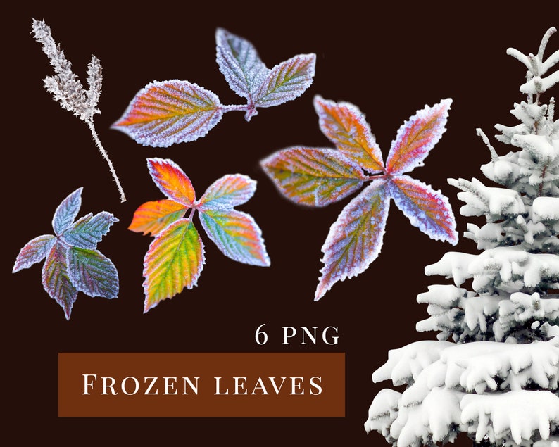 Coniferous Overlays, Evergreen Overlay Pack, Winter Digital Photoshop ...