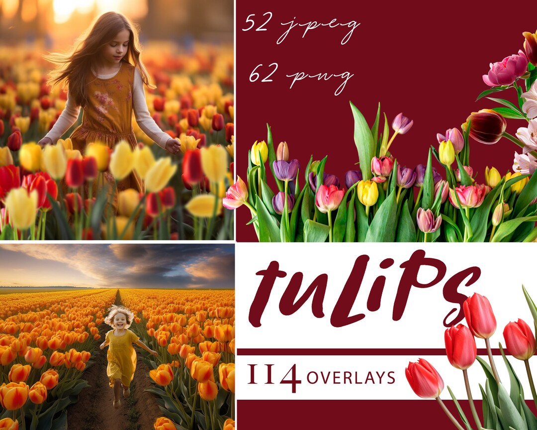 Flower Photo Overlays, Tulip Png, Digital Overlay, Flowers Clipart ...