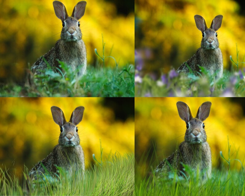 Grass Photo Overlays Glade Photoshop Overlays Grass Png - Etsy