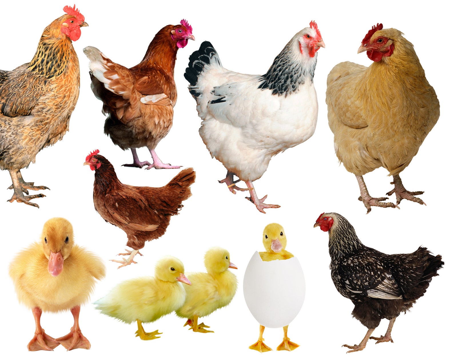 Farm Animal Overlays Chickens Overlays Easter Overlays - Etsy Canada